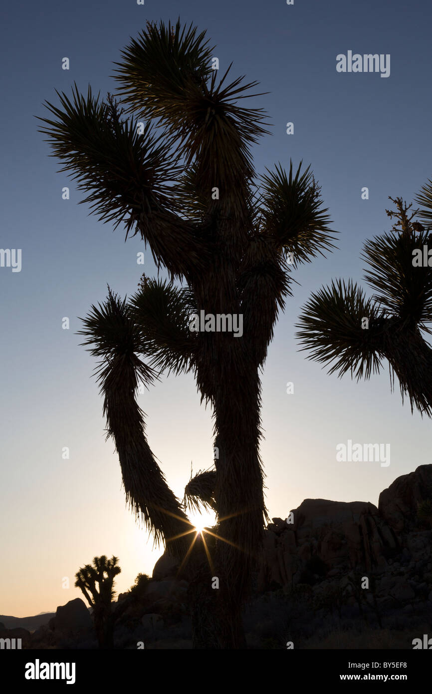 Silhouettes joshua tree hi-res stock photography and images - Alamy