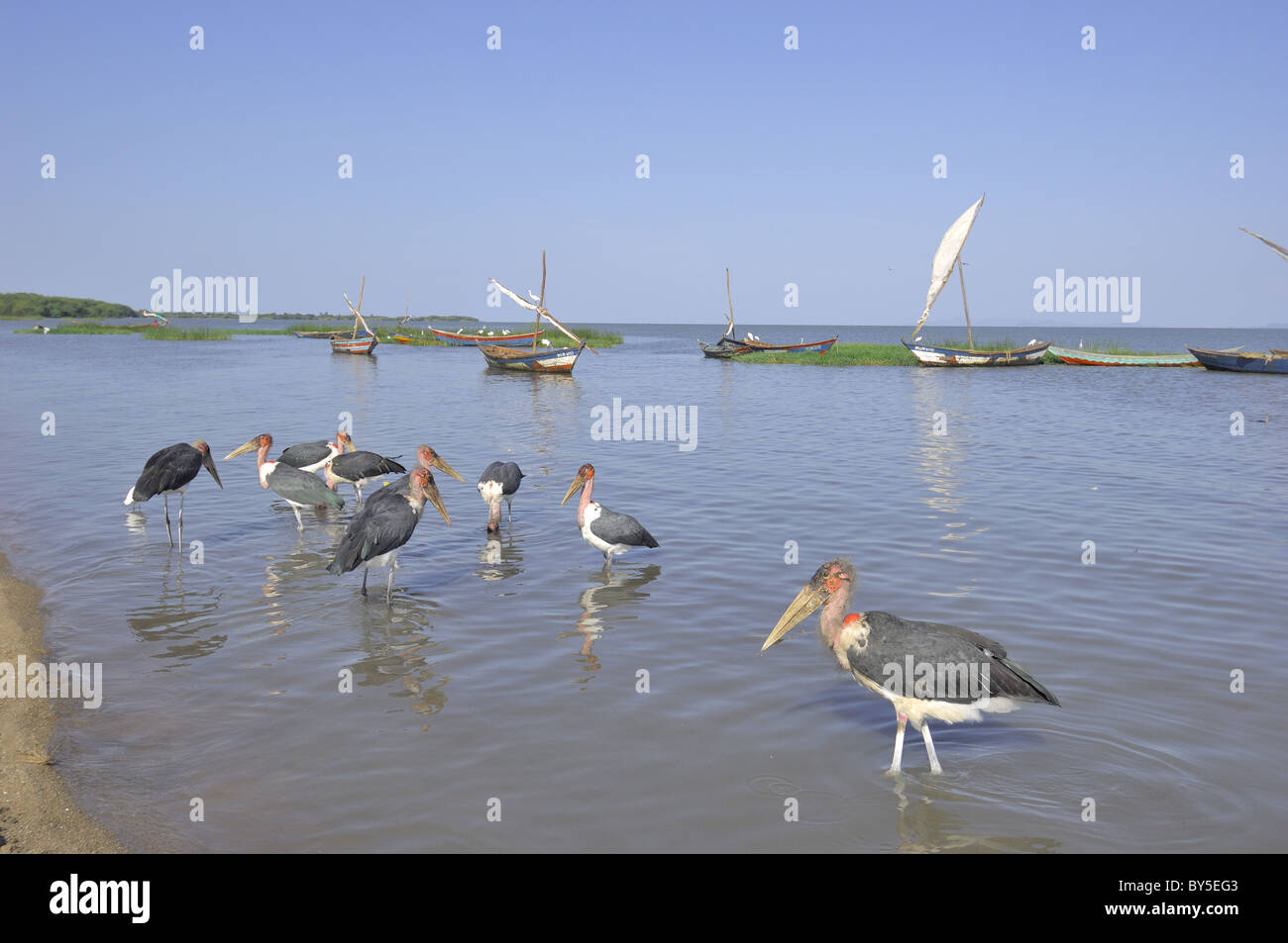 Marabou stork in fishermanvillage near Lake Victoria Stock Photo - Alamy