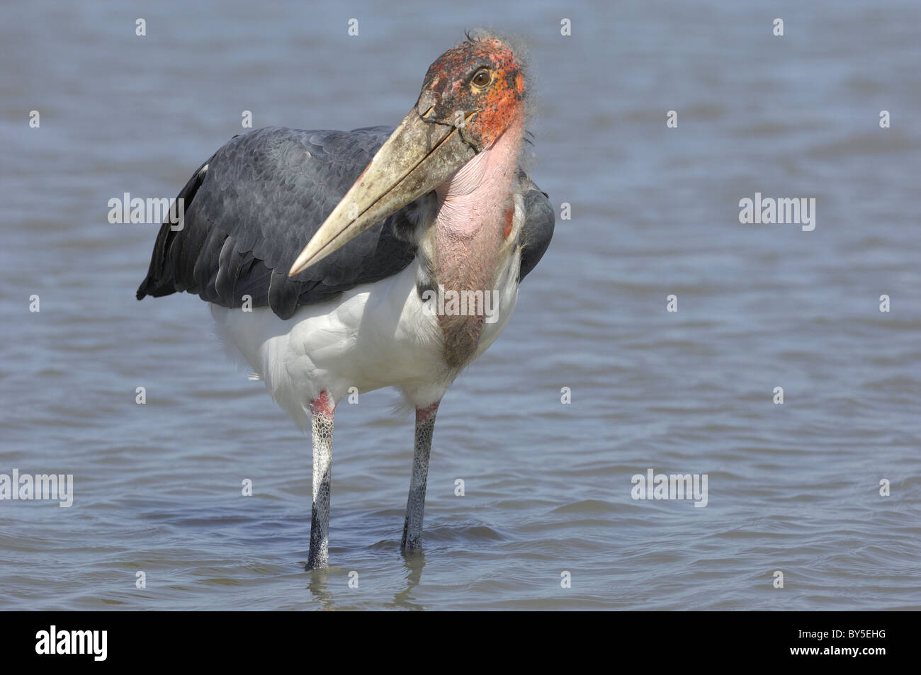 marabou stork in lake victoria Stock Photo - Alamy