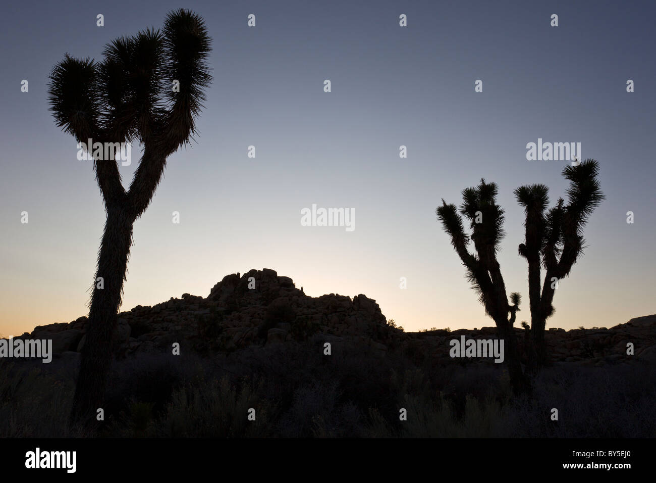 Joshua Trees (Yucca brevifolia) silhouetted at dusk in Joshua Tree ...