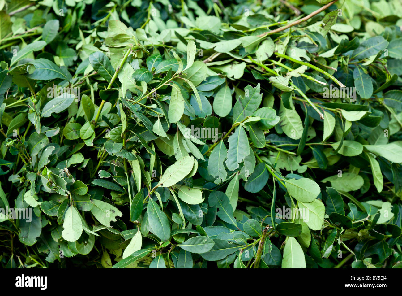 Pipore yerba mate plantation in Santo Pipo, near San Ignacio, Misiones ...
