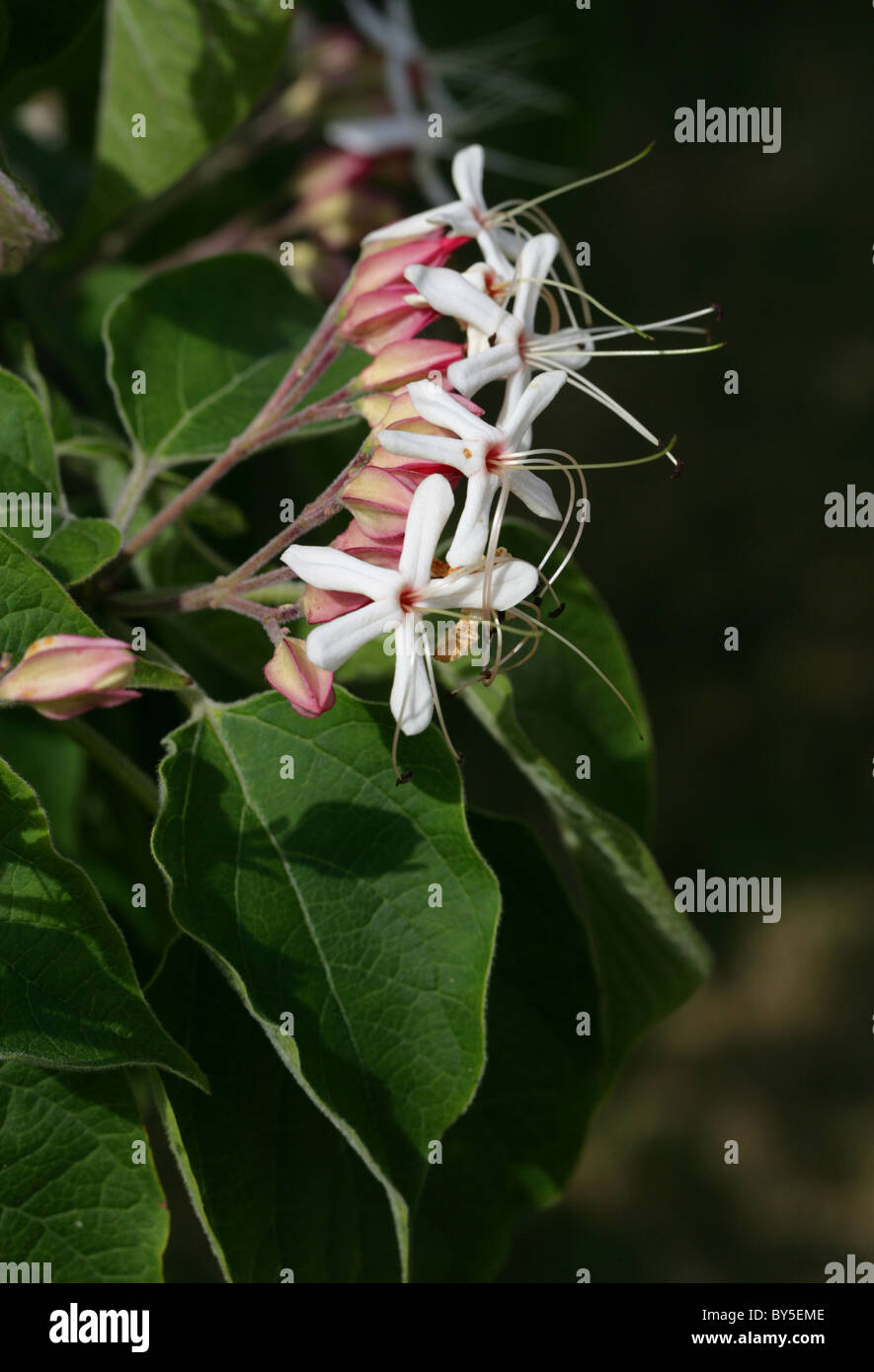 Harlequin Glory Bower, Japanese Clerodendrum, Peanut Butter Shrub ...