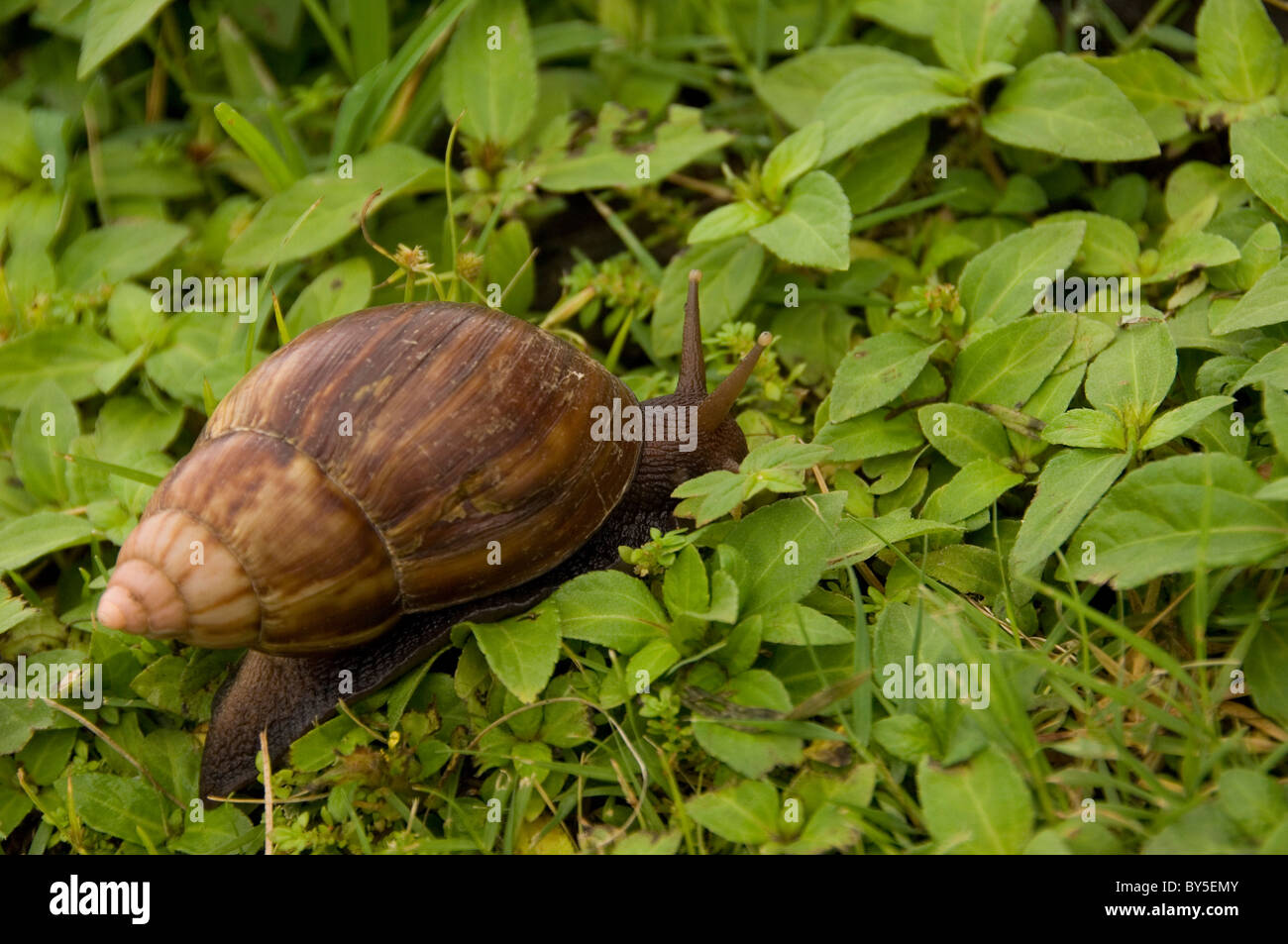 Looking down on giant hi-res stock photography and images - Alamy