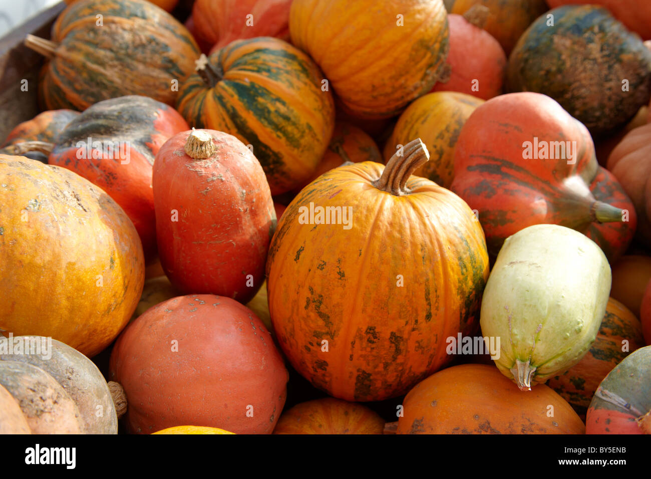 Fresh whole pumpkins and squash Stock Photo - Alamy