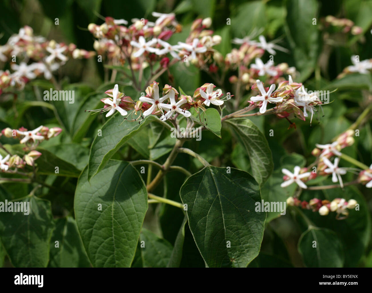 Harlequin Glory Bower, Japanese Clerodendrum, Peanut Butter Shrub ...