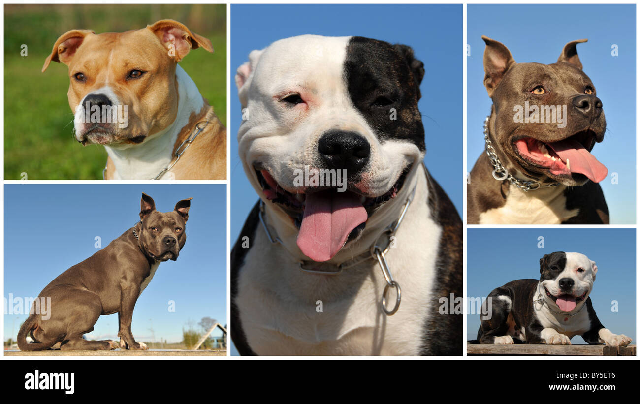 composite picture with purebred dogs american staffordshire terrier ...