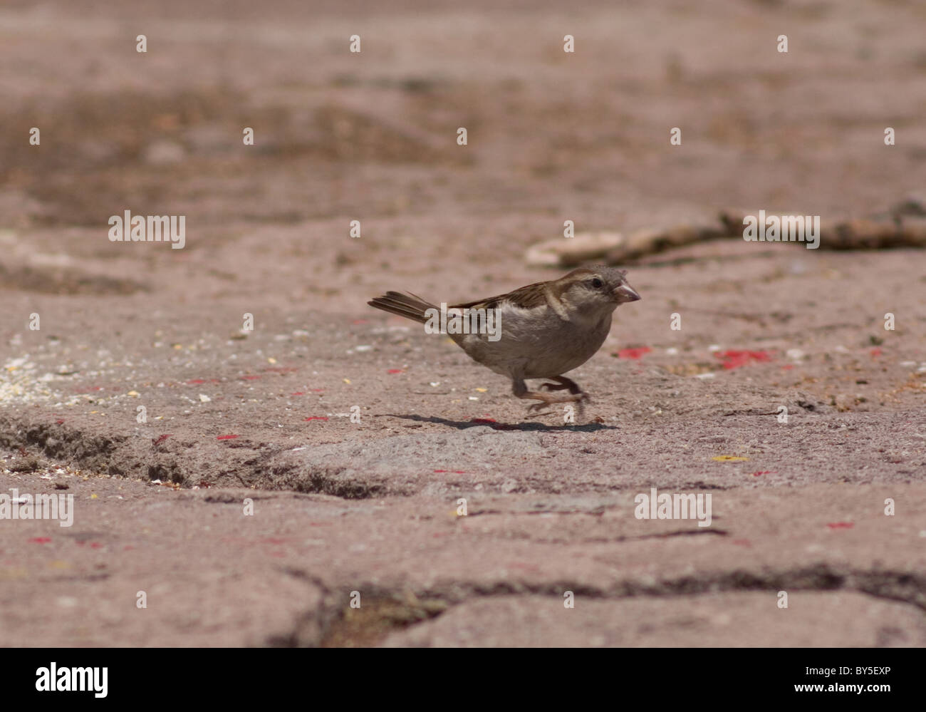 Sparrow jumping hi-res stock photography and images - Alamy