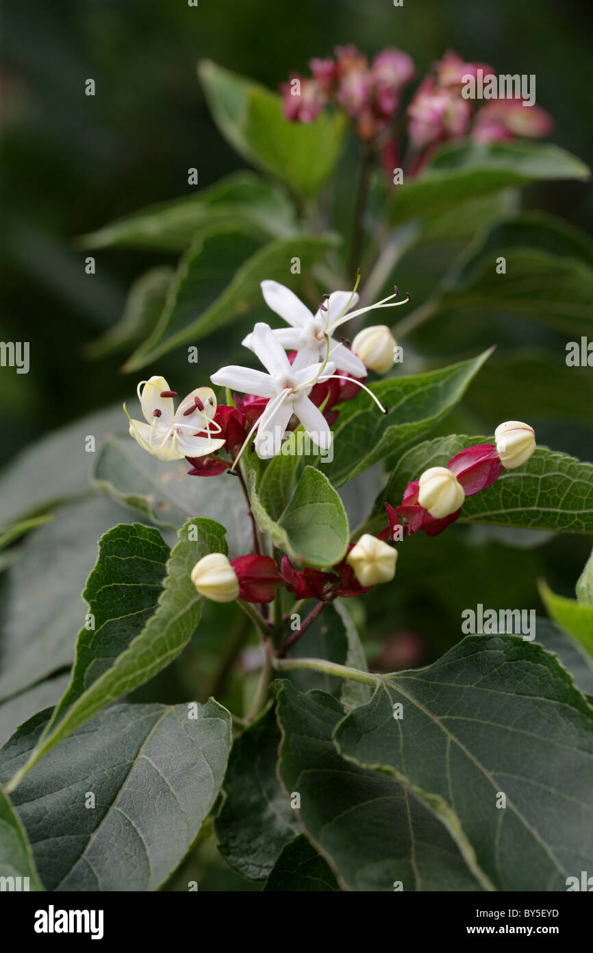Harlequin Glory Bower, Japanese Clerodendrum, Peanut Butter Shrub ...