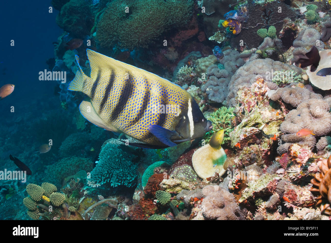 Angelfish coral reef fish tropical hi-res stock photography and images ...