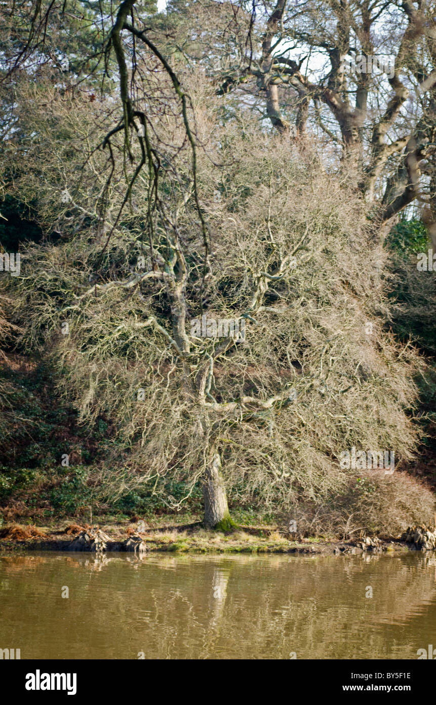 Winter scene of tree by lake Stock Photo - Alamy