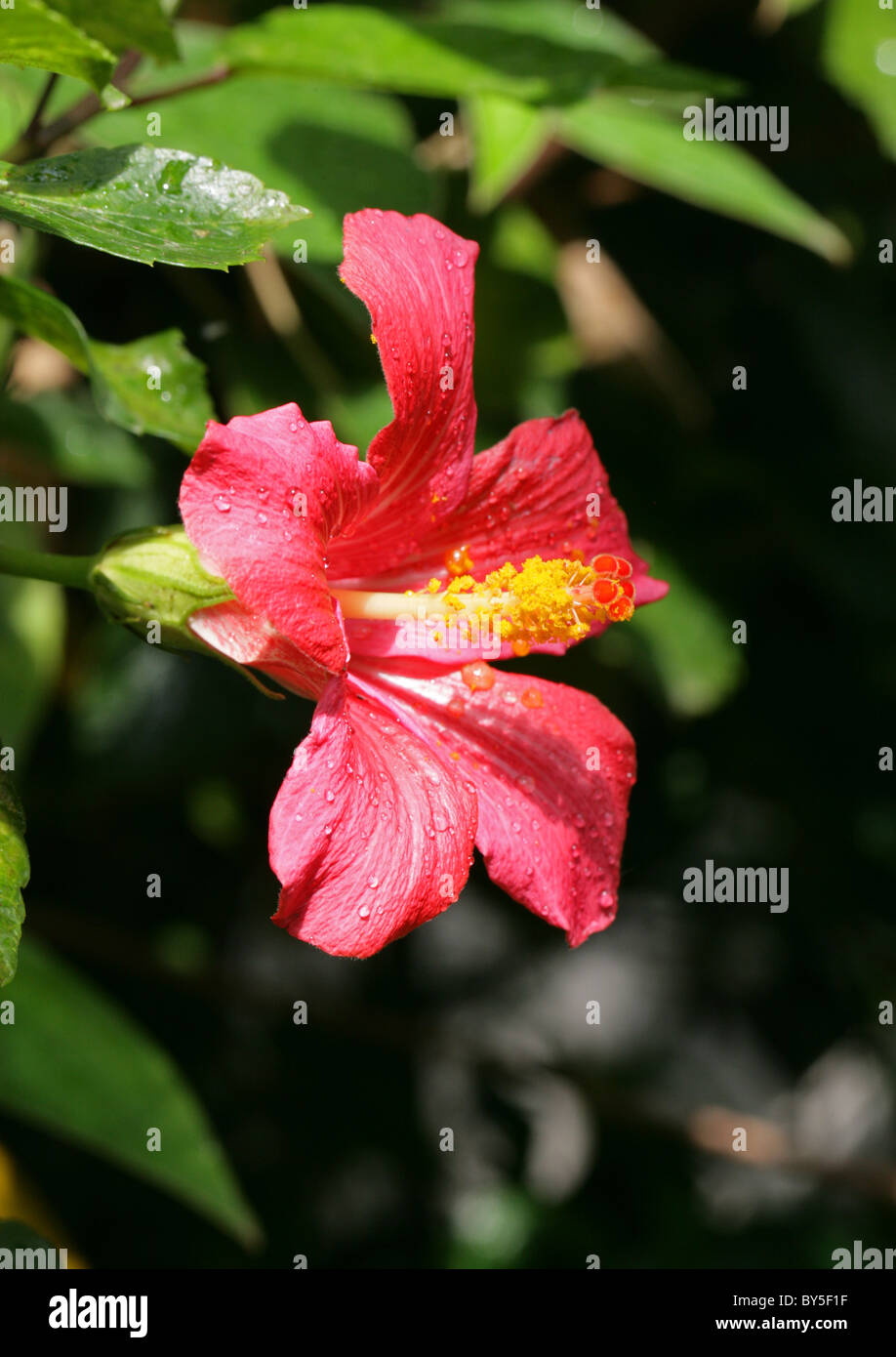 Mauritius endemic plants hi-res stock photography and images - Alamy