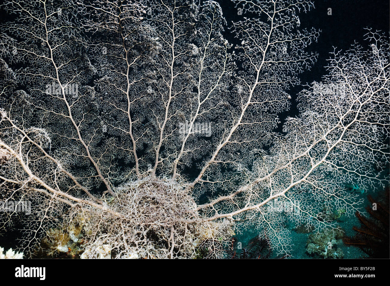 Basket star (Astroboa nuda). Rinca, Komodo National Park, Indonesia ...
