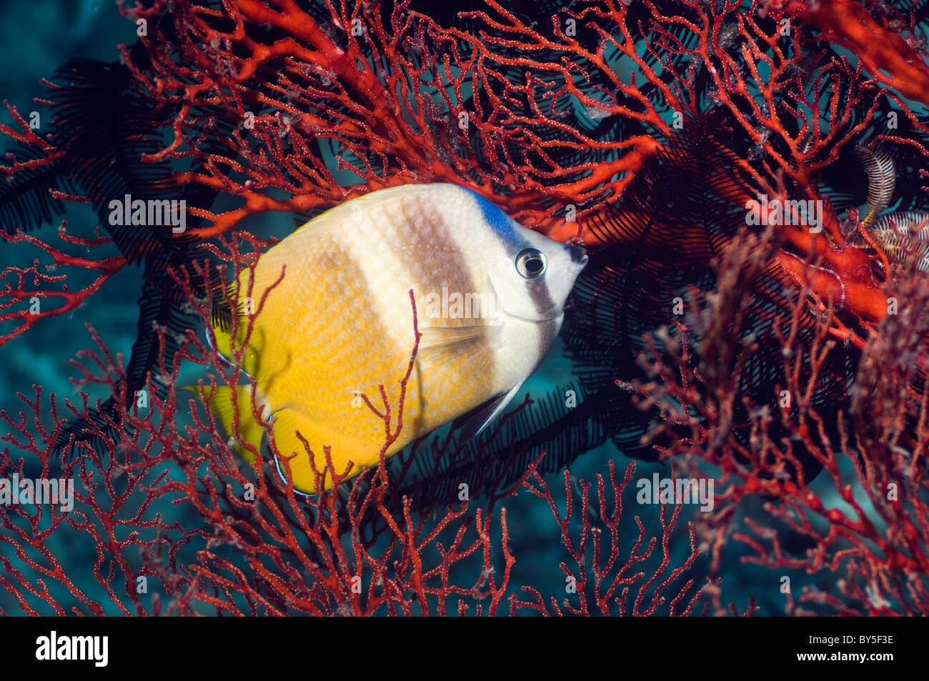 Klein's butterflyfish (Chaetodon kleinii) with gorgonian. Misool, Raja ...