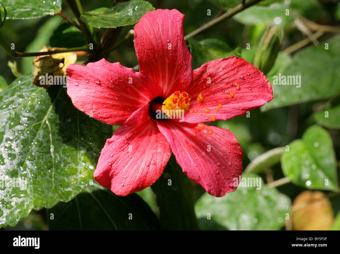 Mandrinette or Augerine, Hibiscus fragilis, Malvaceae, Mauritius ...