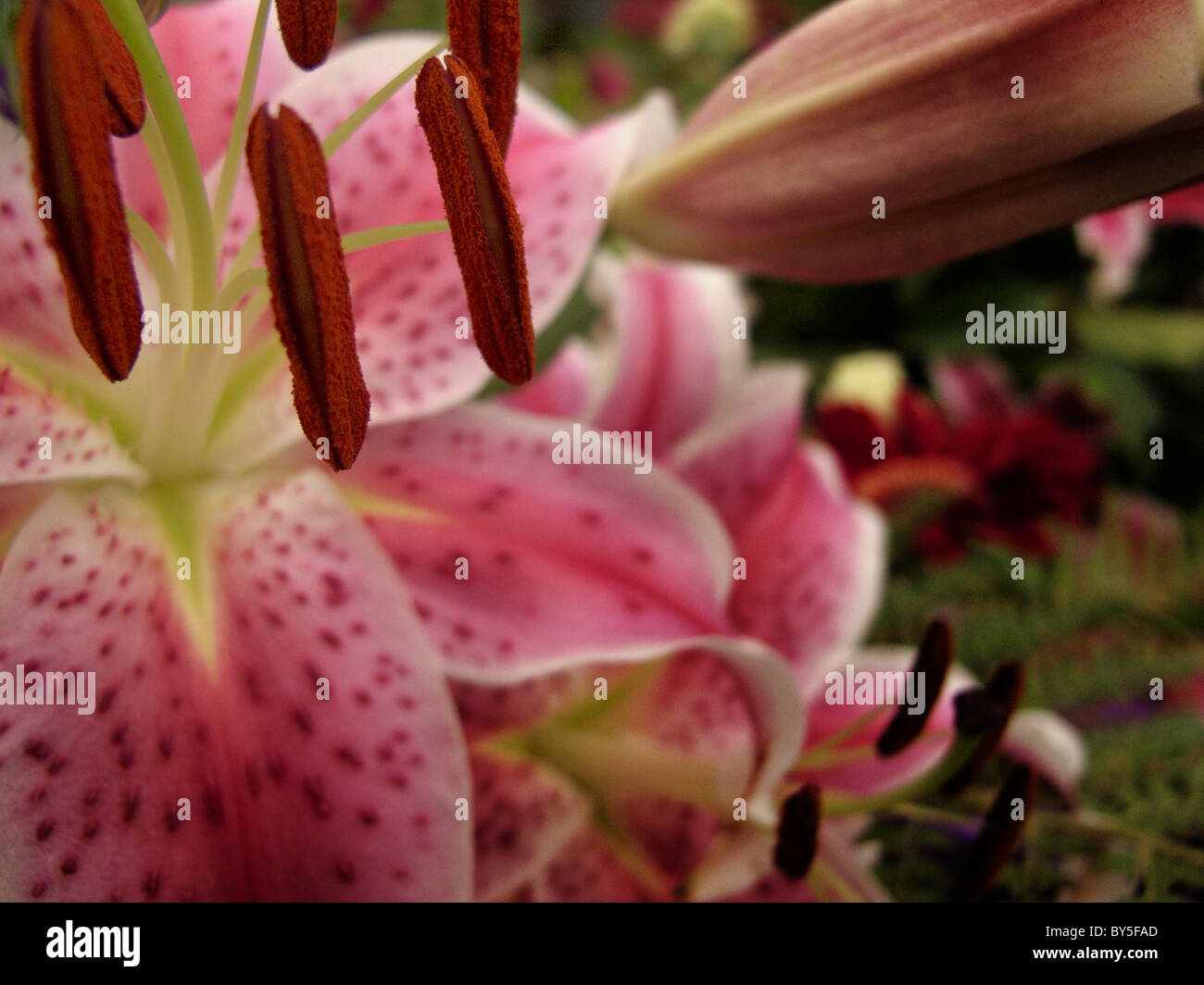 close up detail image of flowers Stock Photo - Alamy