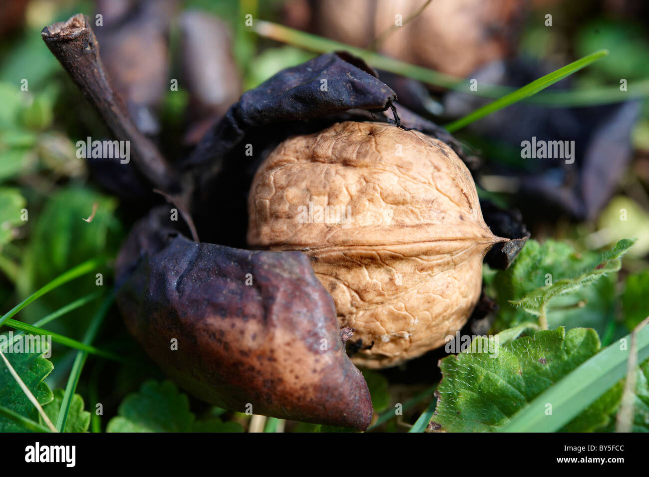 Fresh Walnuts fallen from a tree Stock Photo - Alamy