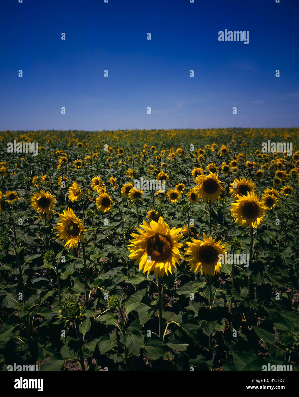 Tournesol van gogh hi-res stock photography and images - Alamy
