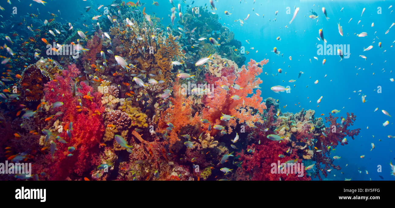 Coral reef scenery. Red Sea, Egypt Stock Photo - Alamy