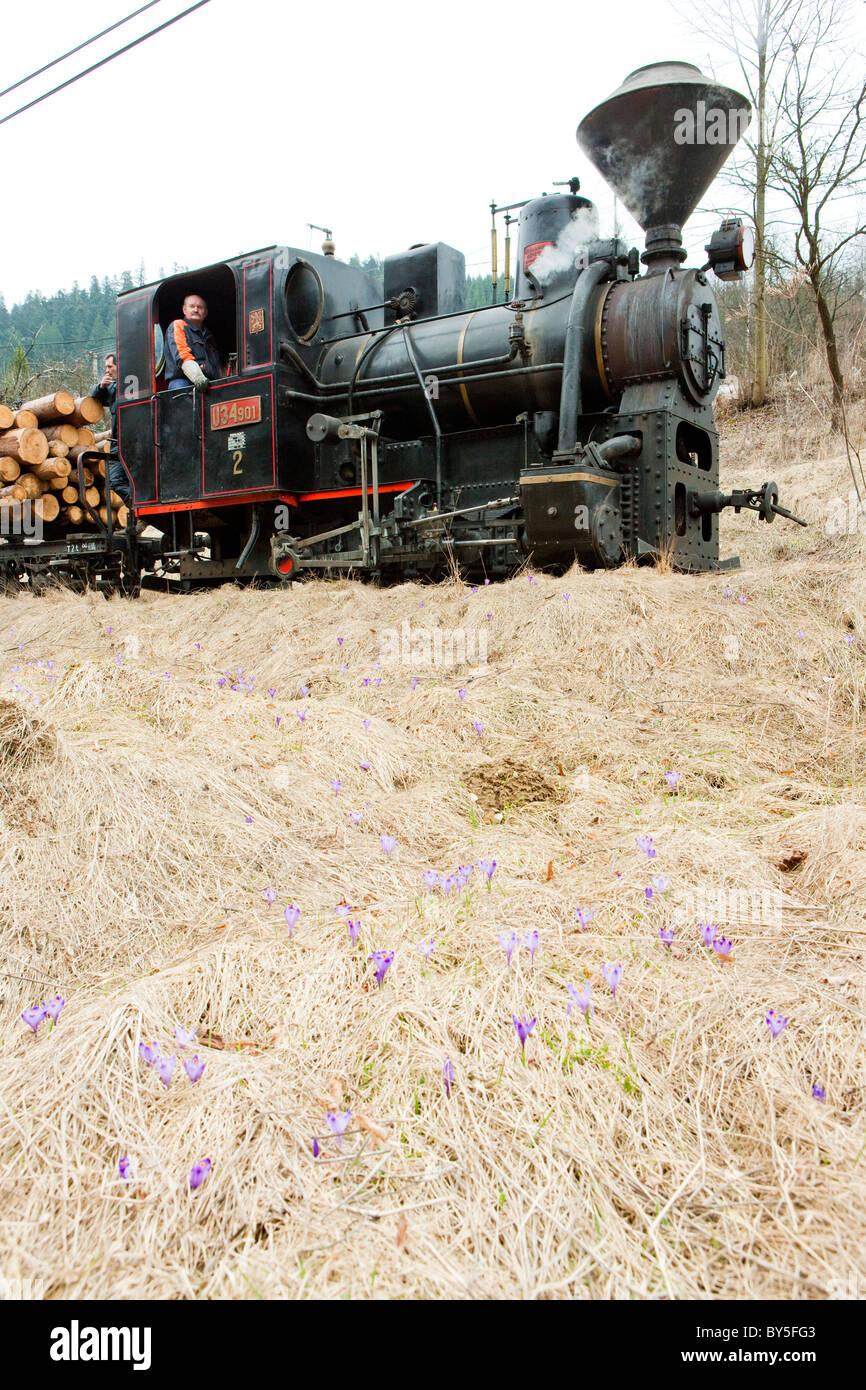 steam locomotive, Ciernohronska Railway, Slovakia Stock Photo - Alamy