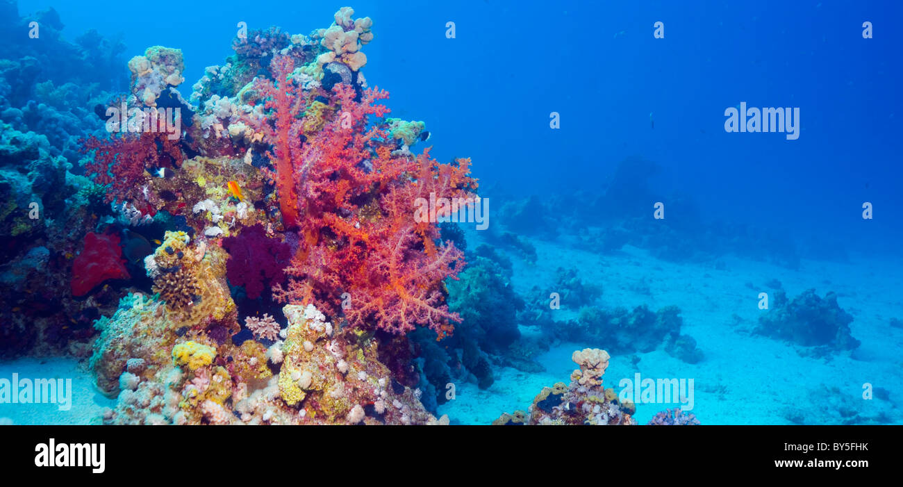 Coral reef scenery. Red Sea, Egypt Stock Photo - Alamy