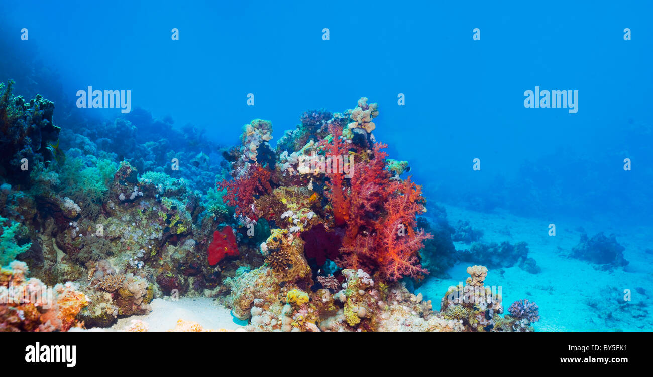 Coral reef scenery. Red Sea, Egypt Stock Photo - Alamy