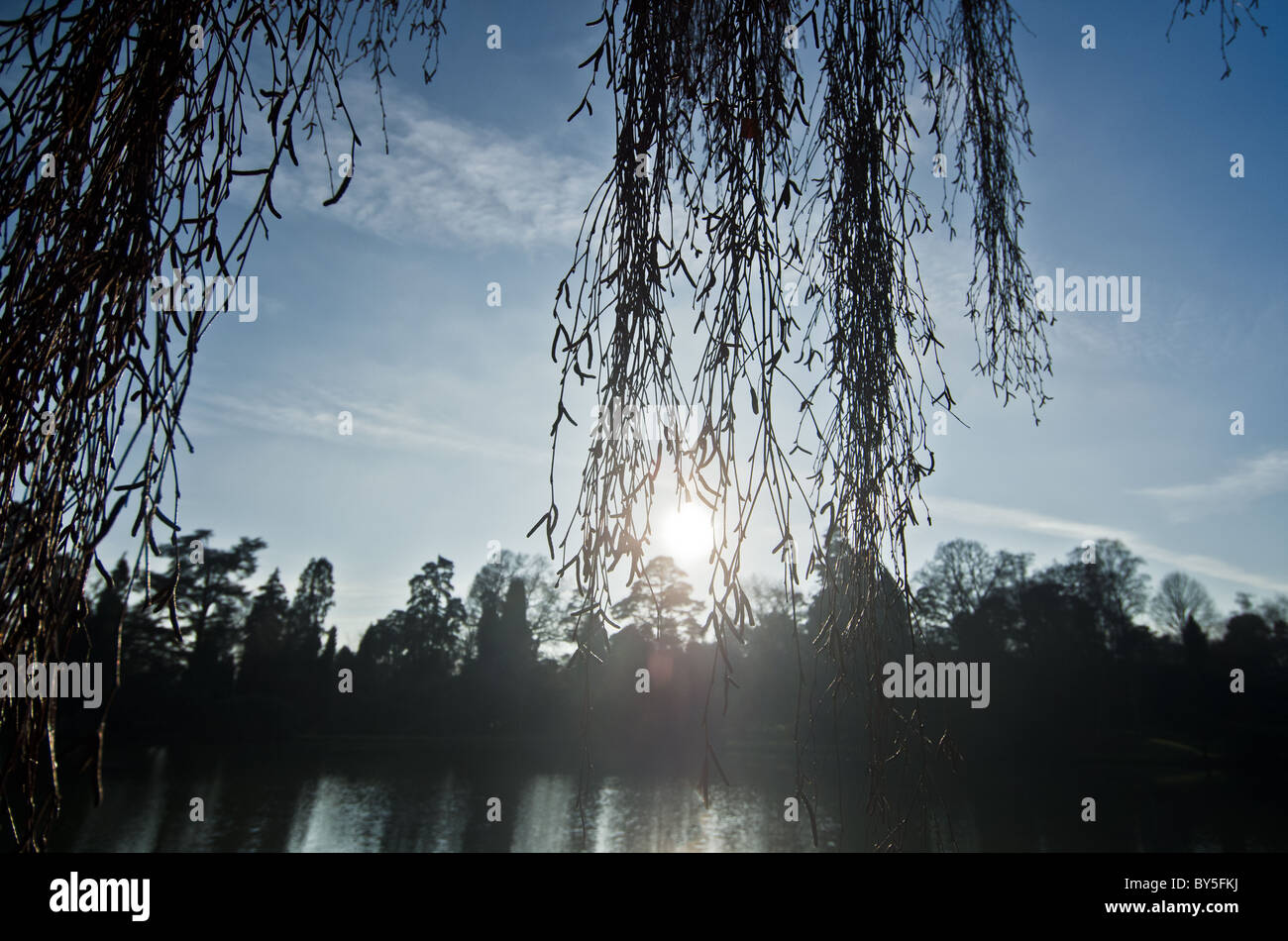 view over lake with weeping willow and trees in silhouette Stock Photo ...