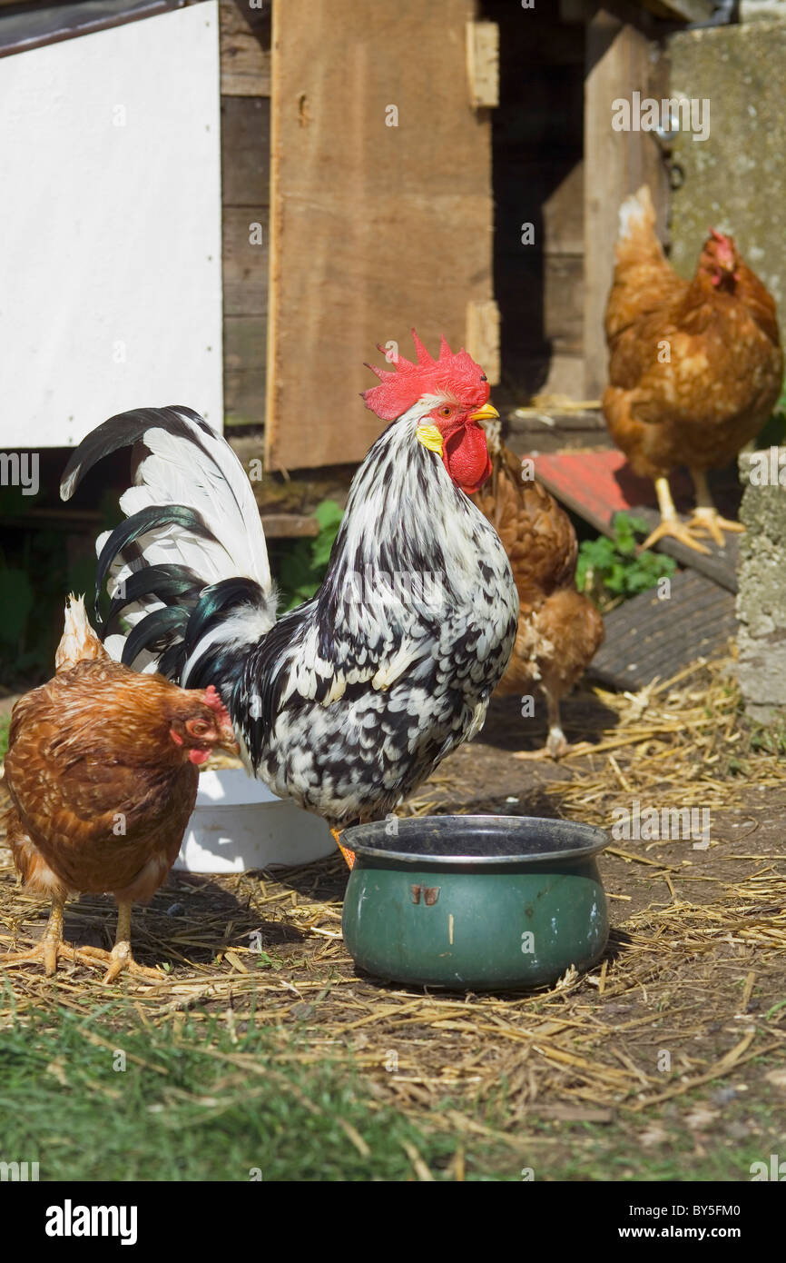 Rooster with hens. UK Stock Photo - Alamy