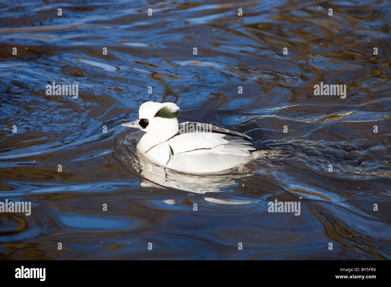 A male Smew at Martin Mere bird reserve near Ormskirk, Lancashire, UK ...
