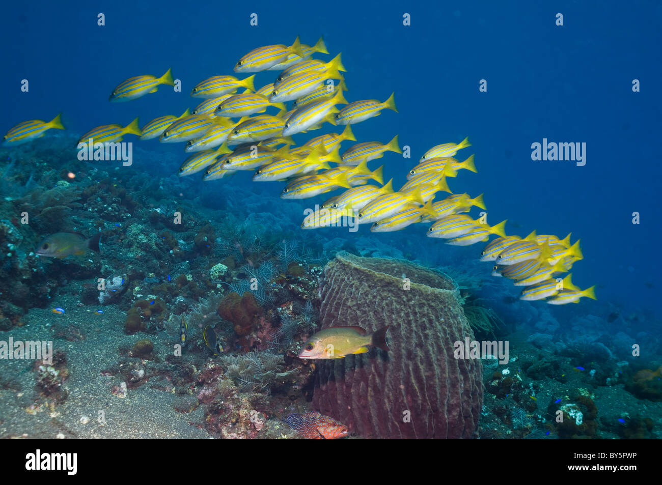 Blueline snappers (Lutjanus kasmira) over coral reef. Bali, Indonesia ...