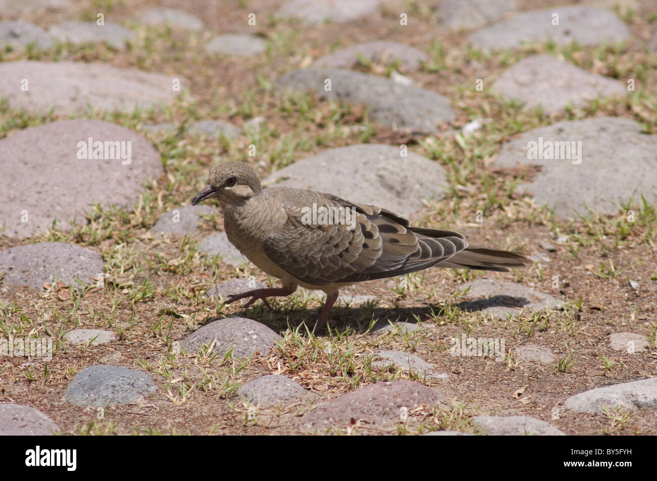 Photo of an Inca dove (Columbina inca) walking Stock Photo - Alamy