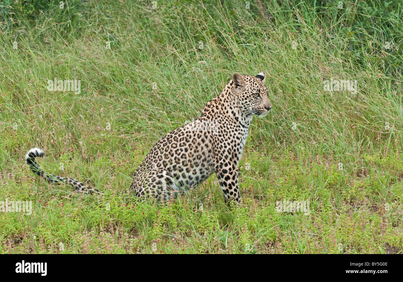 Young leopard sitting in the lush African bush Stock Photo - Alamy
