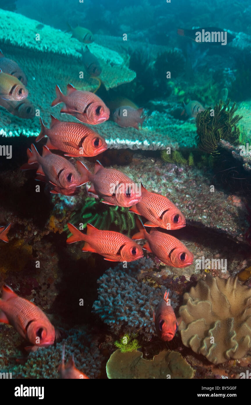 Bigscale soldierfish (Myripristis berndti) with soft corals. Rinca ...