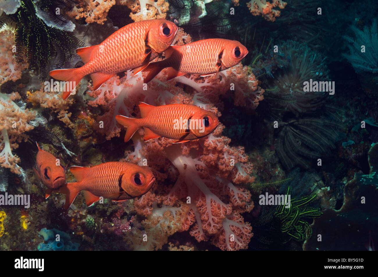 Bigscale soldierfish (Myripristis berndti) with soft corals. Rinca ...