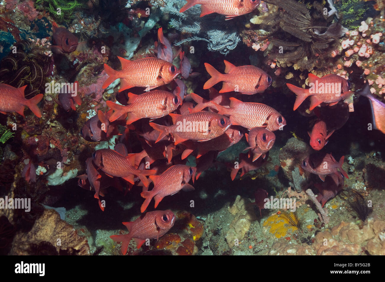 Bigscale soldierfish (Myripristis berndti). Rinca, Indonesia Stock ...