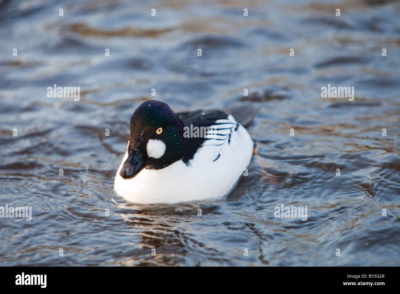 Goldeneye bird uk hi-res stock photography and images - Alamy