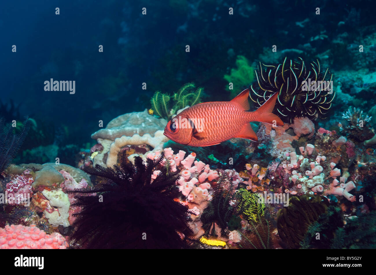 Bigscale soldierfish (Myripristis berndti). Rinca, Indonesia Stock ...