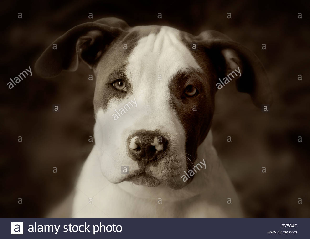 Dog Portraits Stock Photos & Dog Portraits Stock Images - Alamy