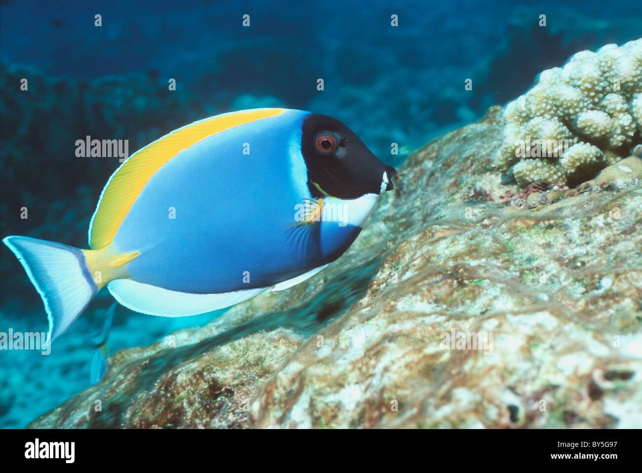 Powder-blue surgeonfish (Acanthurus leucosternon). Andaman Sea ...