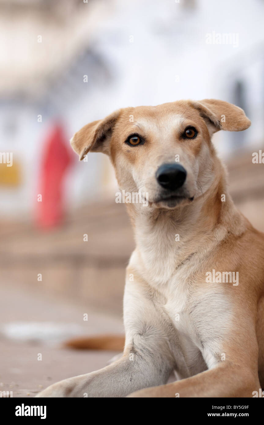 Dog Sitting Portrait Stock Photo - Alamy