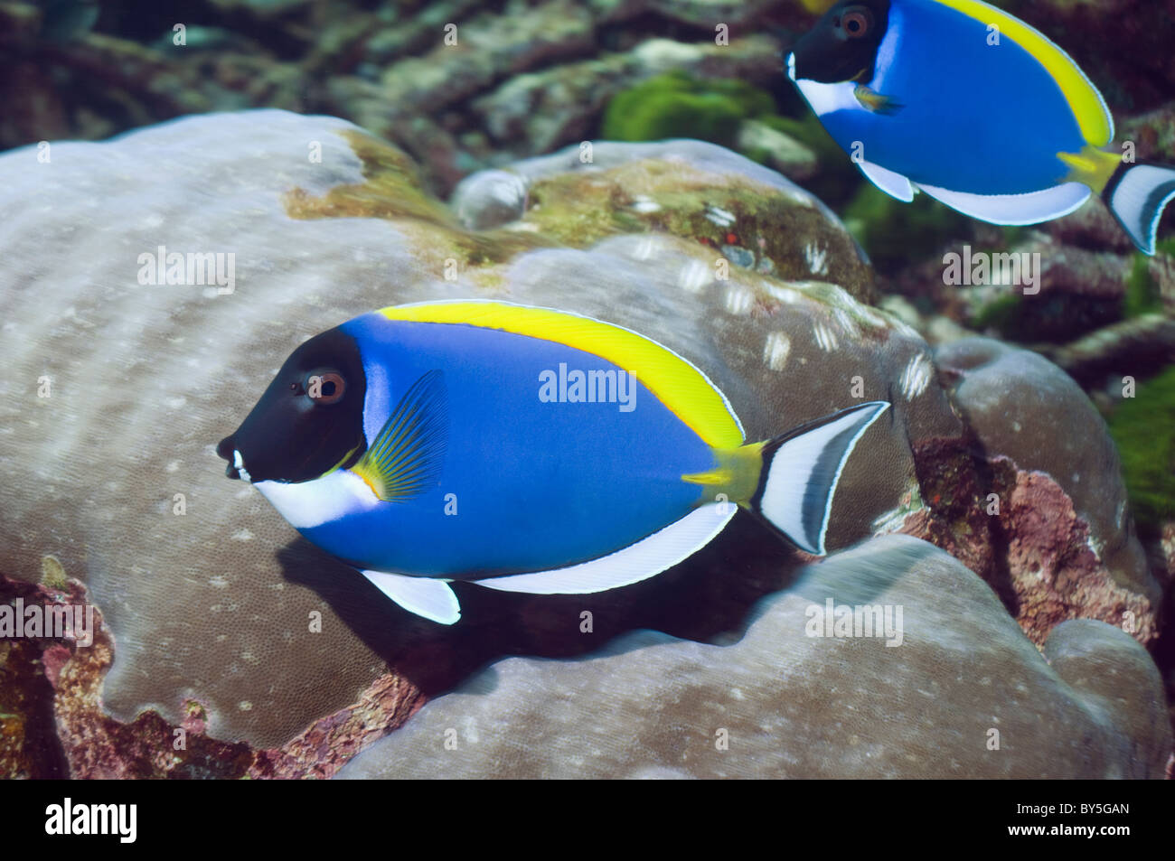 Powder-blue surgeonfish (Acanthurus leucosternon). Andaman Sea ...