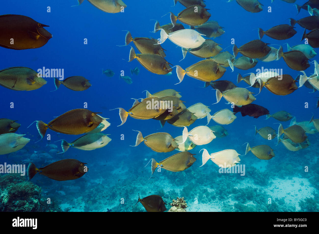 Bluespine surgeonfish (Naso unicornis) school. Egypt, Red Sea Stock ...