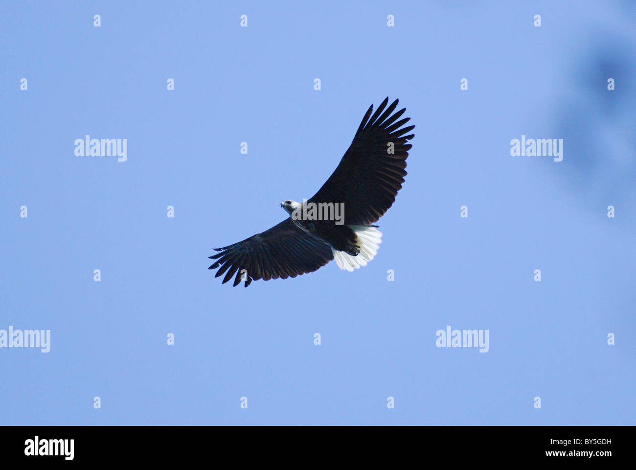 Madagascar fish eagle hi-res stock photography and images - Alamy
