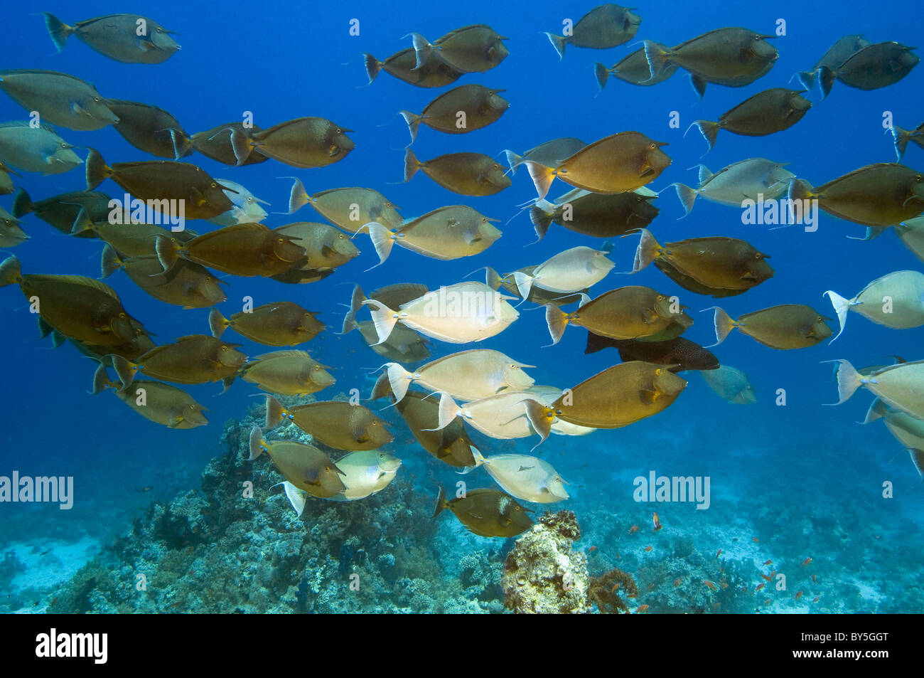 Bluespine surgeonfish (Naso unicornis) school. Egypt, Red Sea Stock ...