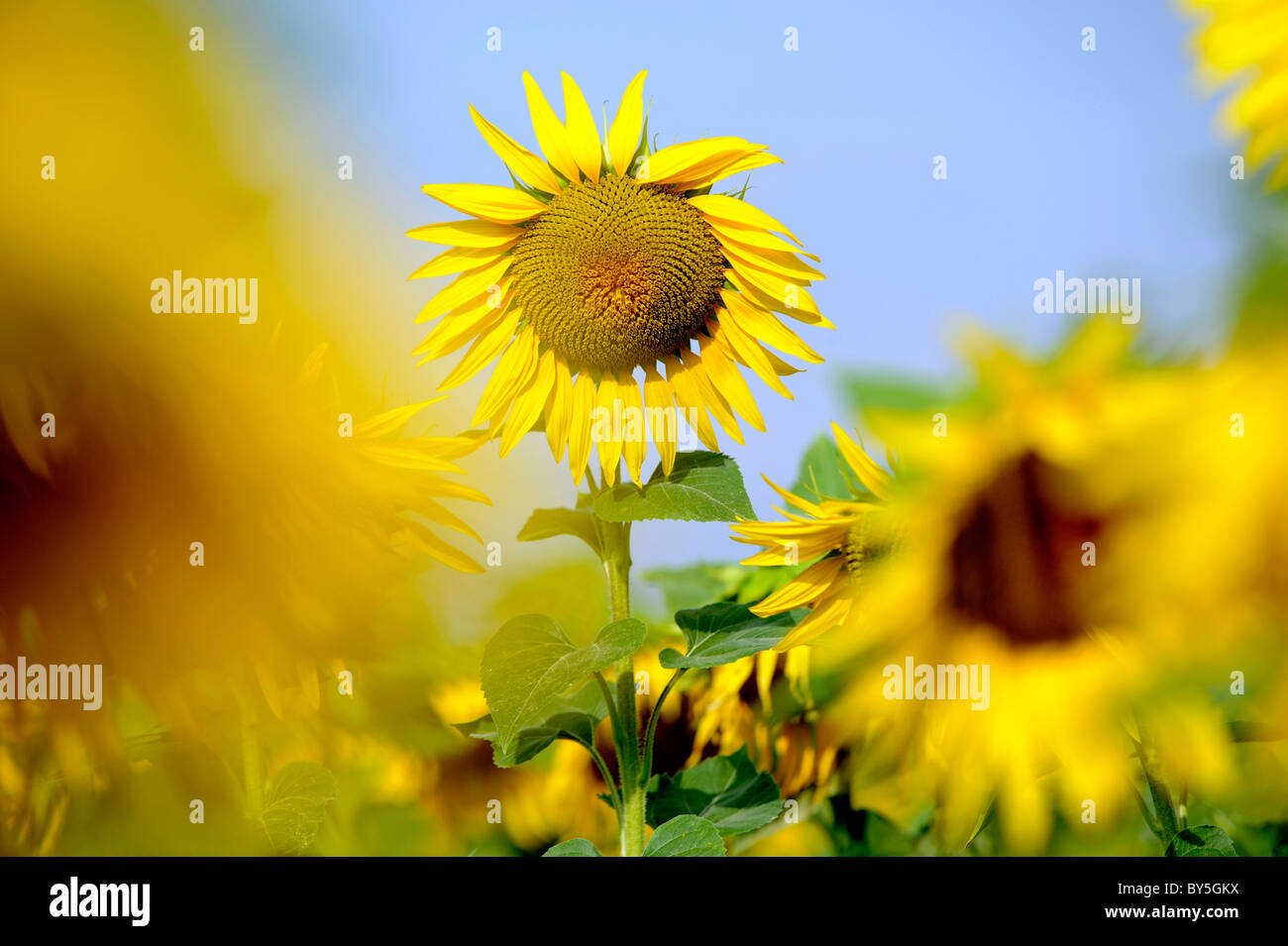 Sunflower tournesol helianthus annuus hi-res stock photography and ...