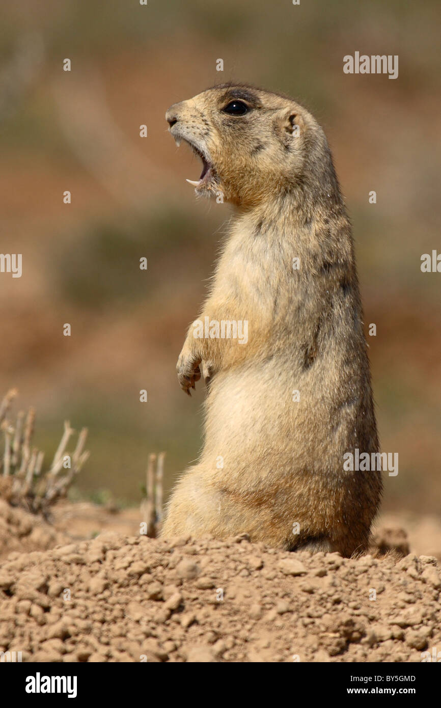 A White-tailed Prairie Dog giving a fierce bark Stock Photo - Alamy