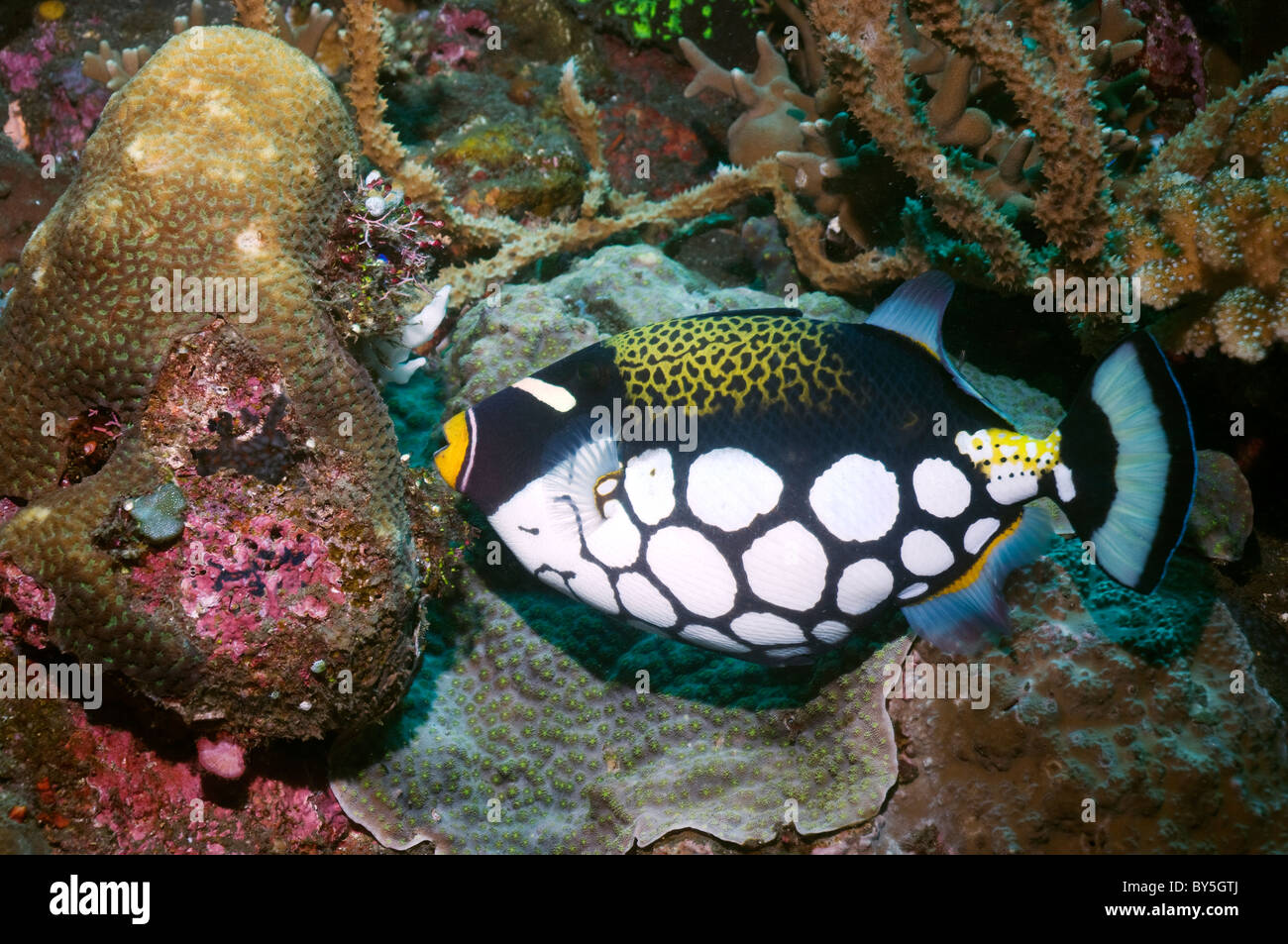 Blue triggerfish (Pseudobalistes fuscus). Egypt, Red Sea Stock Photo ...