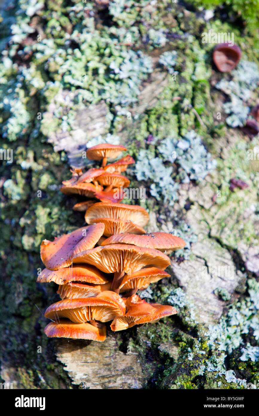 Funghi on a tree at Martin Mere bird reserve near Ormskirk, Lancashire ...