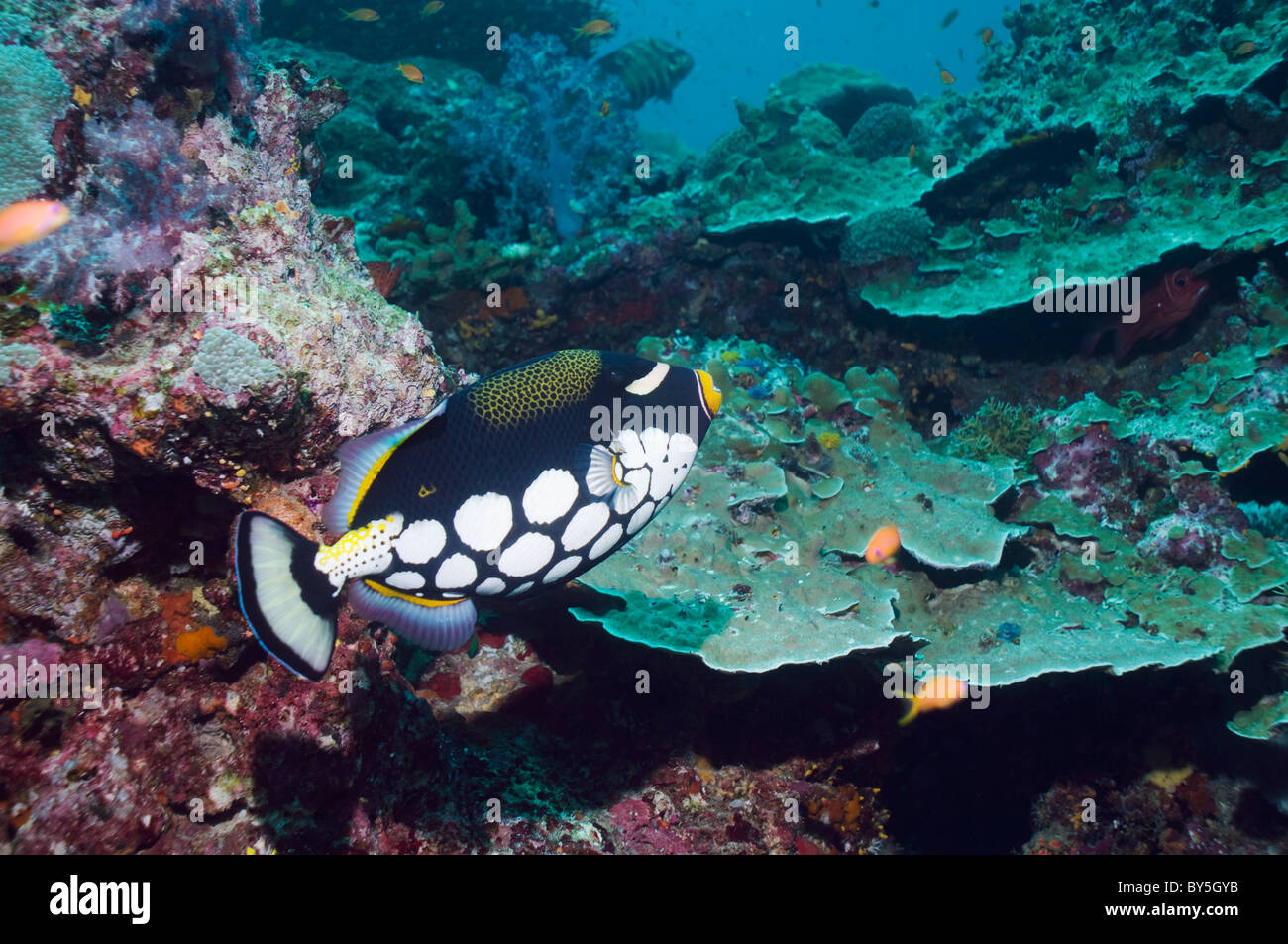 Clown triggerfish (Balistoides conspicillum). Andaman Sea, Thailand ...
