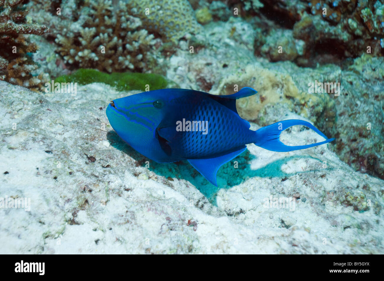 Redtooth triggerfish (Odonus niger). Andaman Sea, Thailand Stock Photo ...