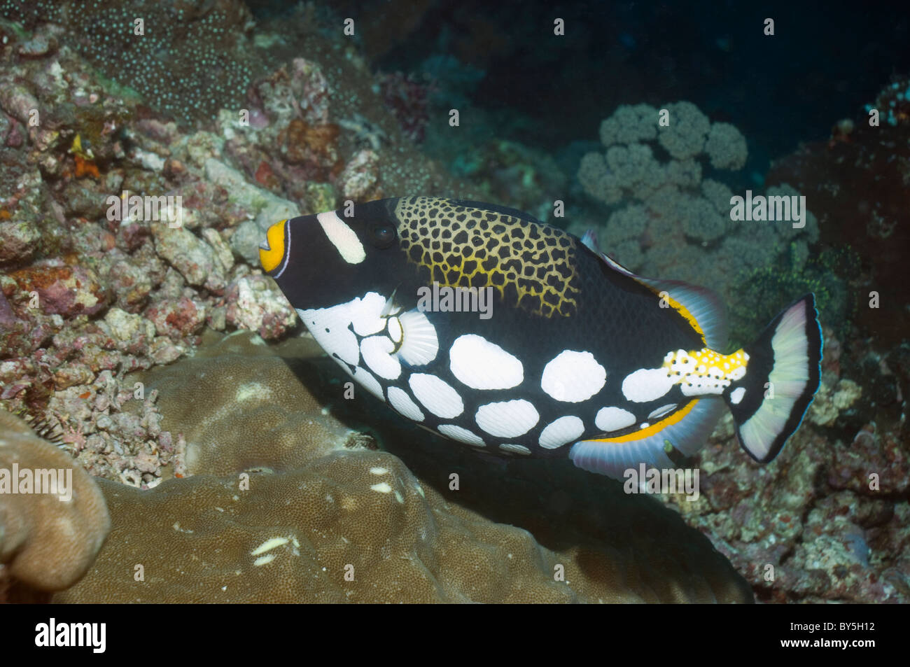 Clown triggerfish (Balistoides conspicillum). Misool, Raja Ampat, West ...